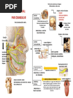 Anatomía del Ganglio Geniculado | PDF | Anatomia animal | Cabeza y ...