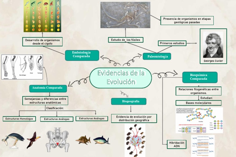 Evidencias de La Evolucion | PDF