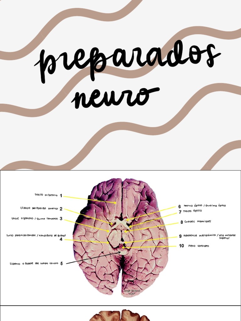 Neuro 1 | PDF | Anatomía | Cerebro