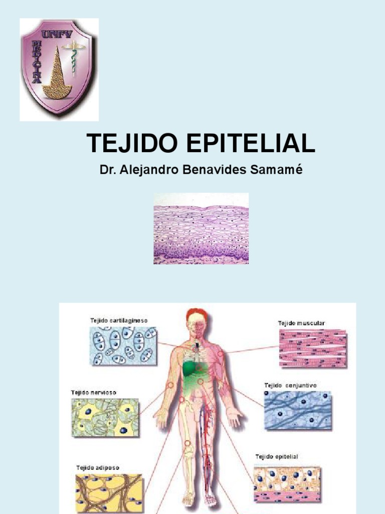 Tejido Epitelial | PDF | Epitelio | Glándulas