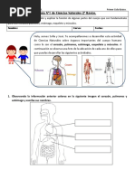 Prueba 2° Básico Mi Cuerpo Ciencias Naturales | PDF | Pulmón | Corazón