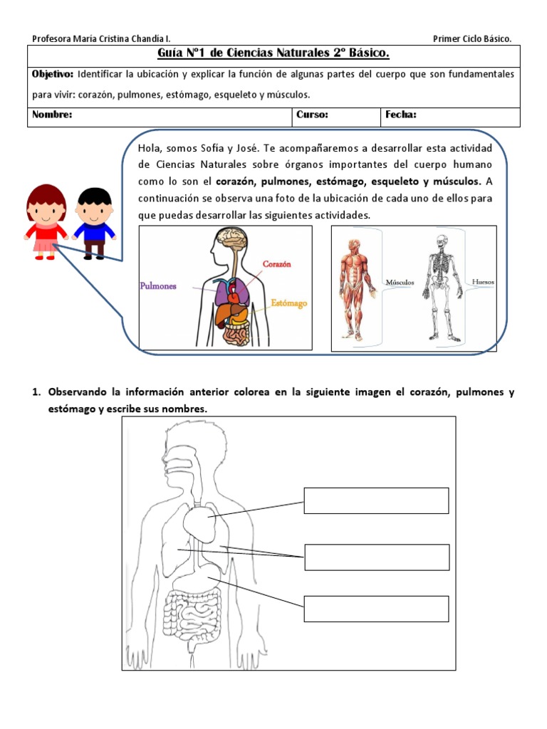 Guia Ciencias 2o No1-Convertido 3 | PDF | Esqueleto | Pulmón