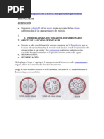 Origen Embrionario de Los Tejidos | PDF | Embrión | Biología del desarrollo