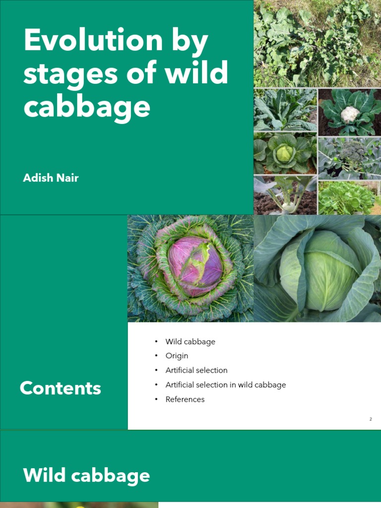 Evolution by Stages of Wild Cabbage | PDF | Cabbage | Broccoli