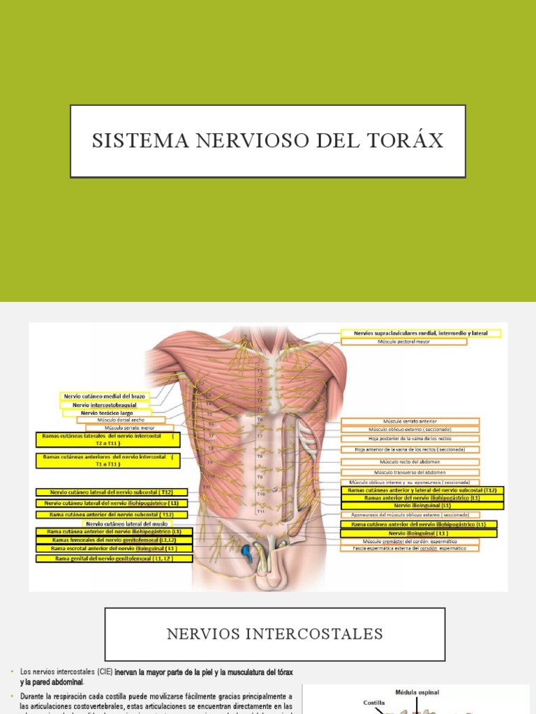 Anatomía de Nervios Torácicos y Frénicos | PDF | Tórax | Abdomen