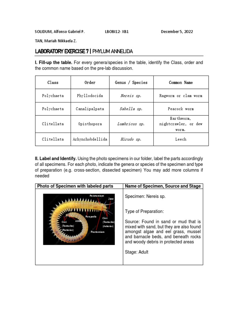 LABORATORY EXERCISE Annelida | PDF | Protostomes