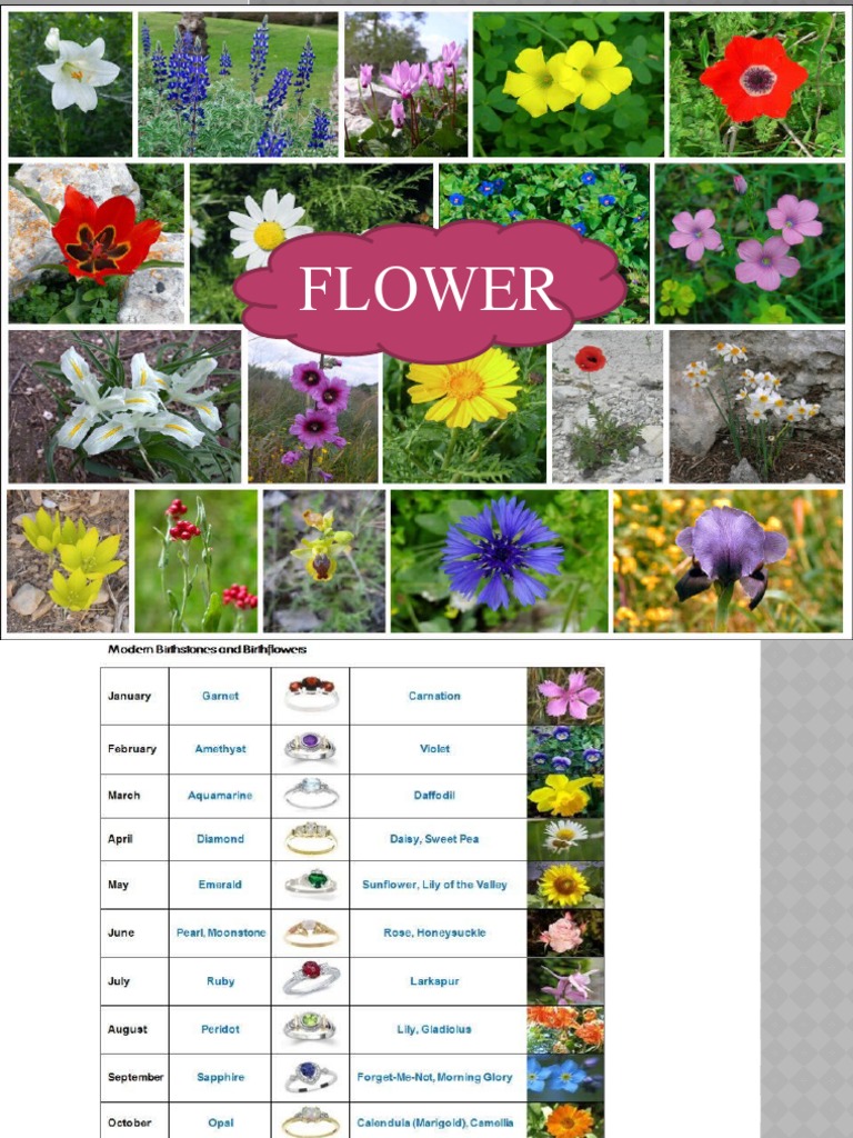Chapter 2 Flower Morphology PDF Flowers Reproduction