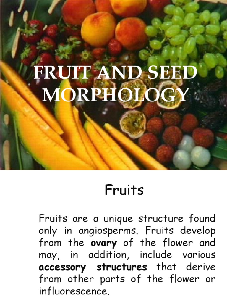 Chapter: 4 Fruit and Seed | PDF | Fruit | Seed
