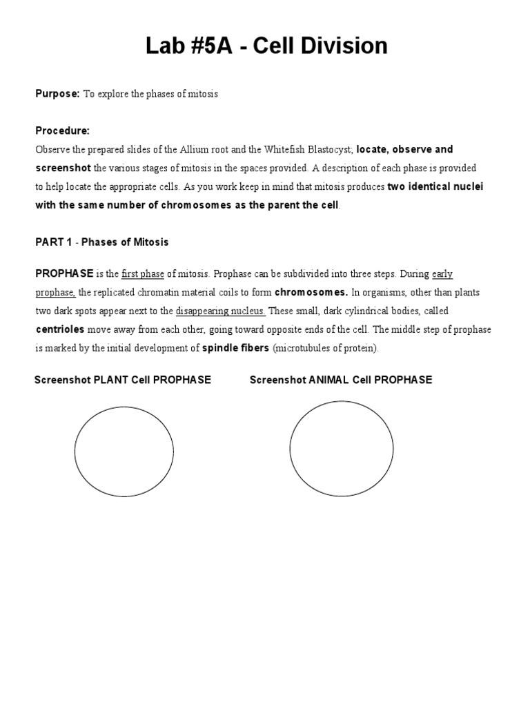 Phases of Mitosis Explained | PDF | Mitosis | Cell (Biology)
