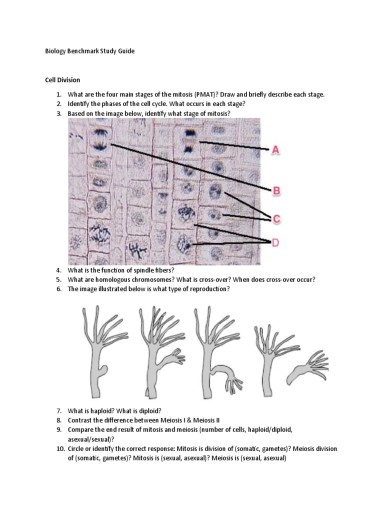 Biology Midterm Study Guide | PDF | Meiosis | Ploidy