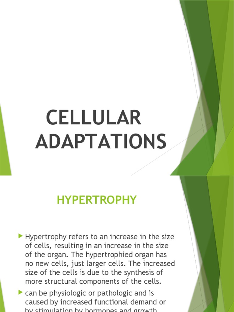 Cellular Adaptations | PDF | Epithelium | Esophagus