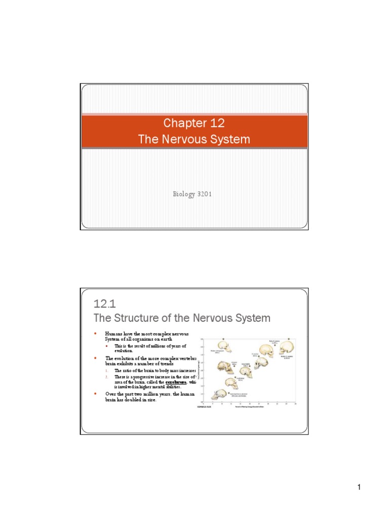 Chapter 12 - Nervous System | PDF | Chemical Synapse | Neurotransmitter