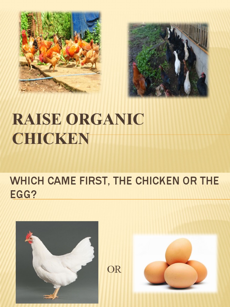 Raise Organic Chickens | PDF | Chicken | Egg