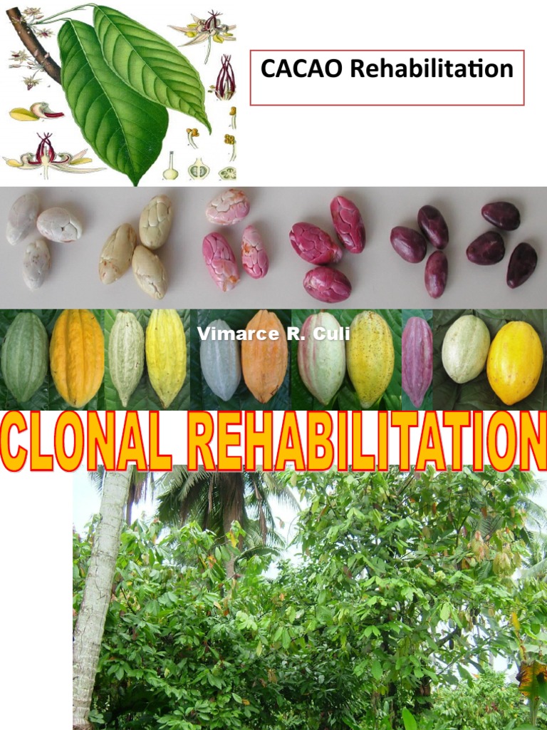 Cacao Rehabilitation | PDF | Cocoa Bean | Grafting