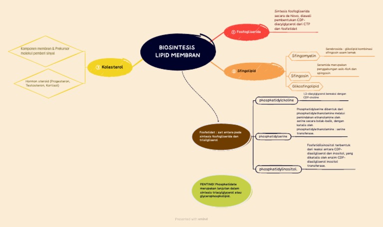 Mind Map Lipid Ester | PDF