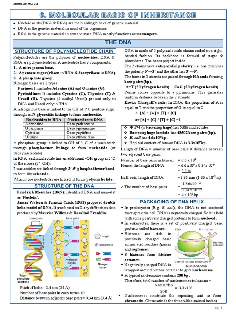 6 Molecular Basis of Inheritance - Notes | PDF | Operon | Genetic Code