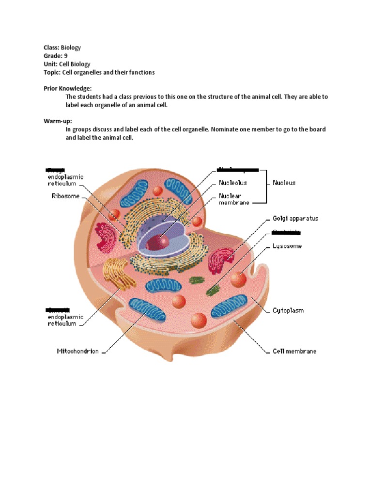 Class: Biology Grade: 9 Unit: Cell Biology Topic: Cell Organelles and ...