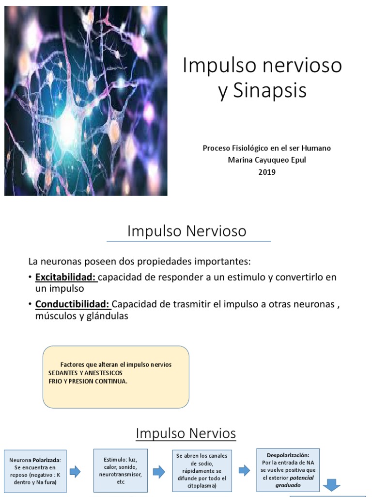 12 Impulso Nervios y Sinapsis | PDF
