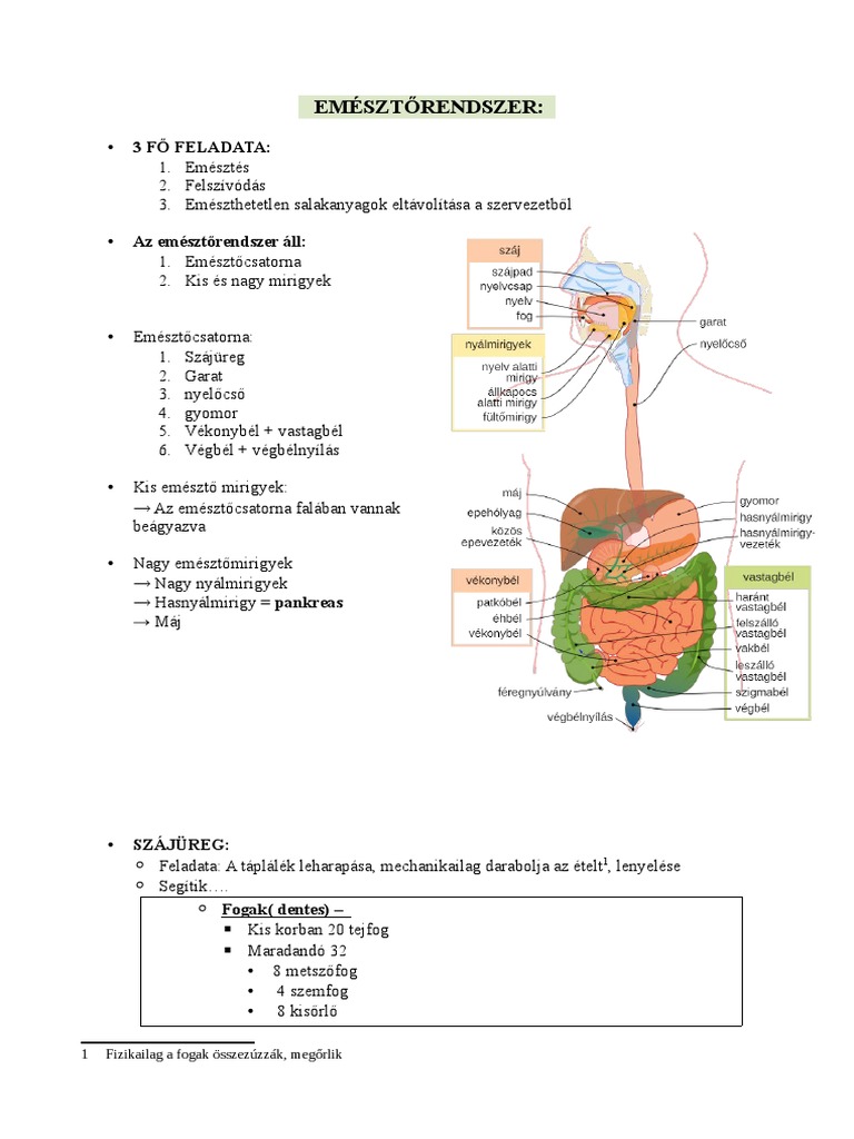 Emésztőrendszer | PDF