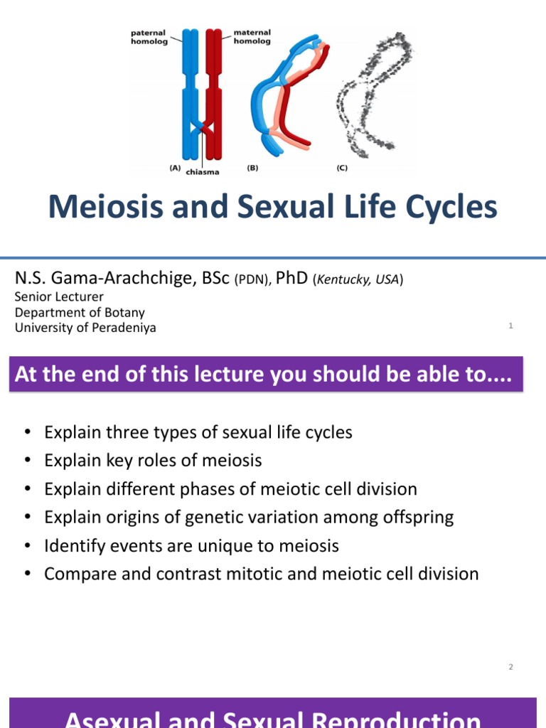 Exploring the Insights of Meiosis and Sexual Life Cycles | PDF ...