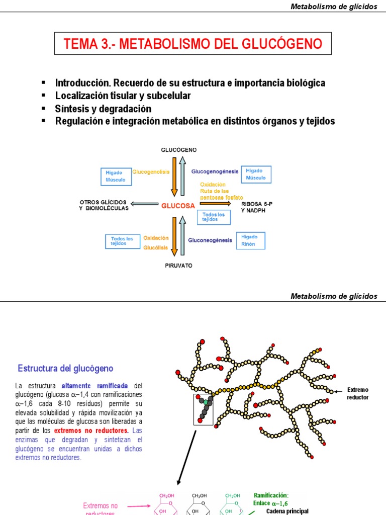 Tema 3. - Metabolismo Del Glucogeno | PDF | Glucógeno | Quinasa