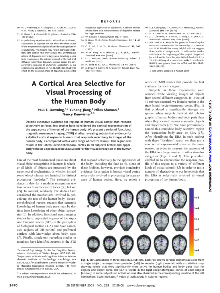 A Cortical Area Selective For Visual Processing of The Human Body | PDF ...