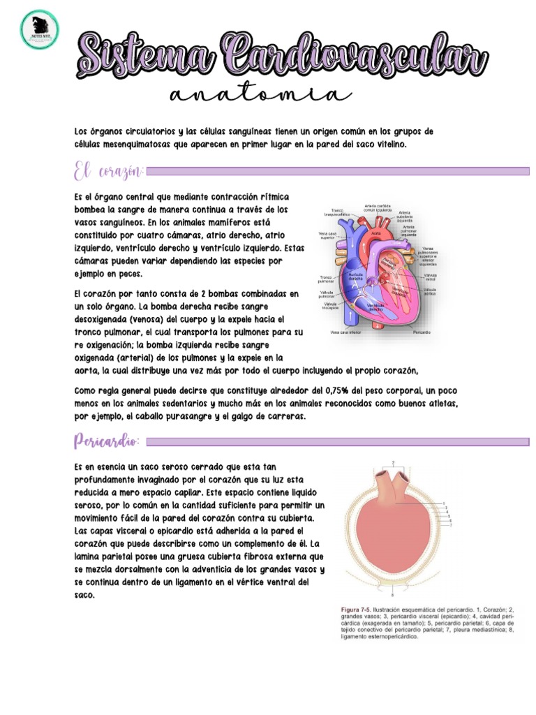 Anatomía del Corazón y Sistema Circulatorio | PDF | Corazón | Sistema ...