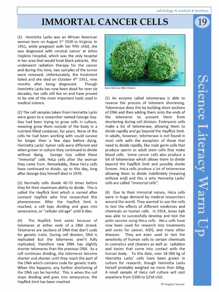 Immortal Cancer Cells Article and Questions | PDF
