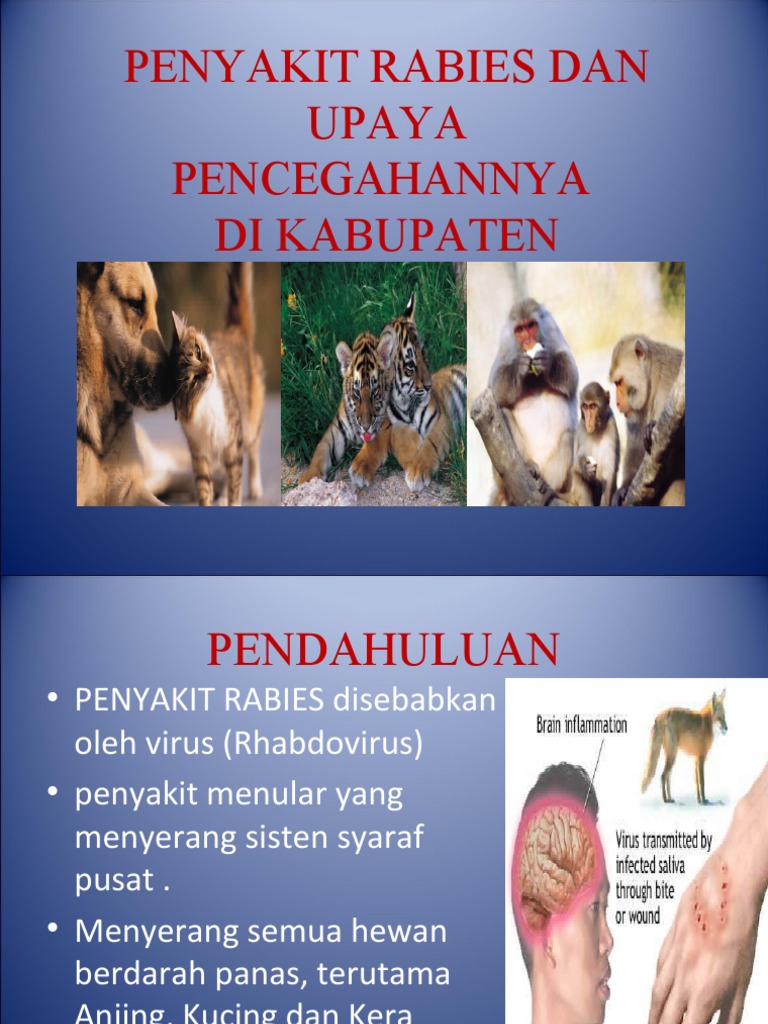Rabies, Upaya Pencegahan | PDF