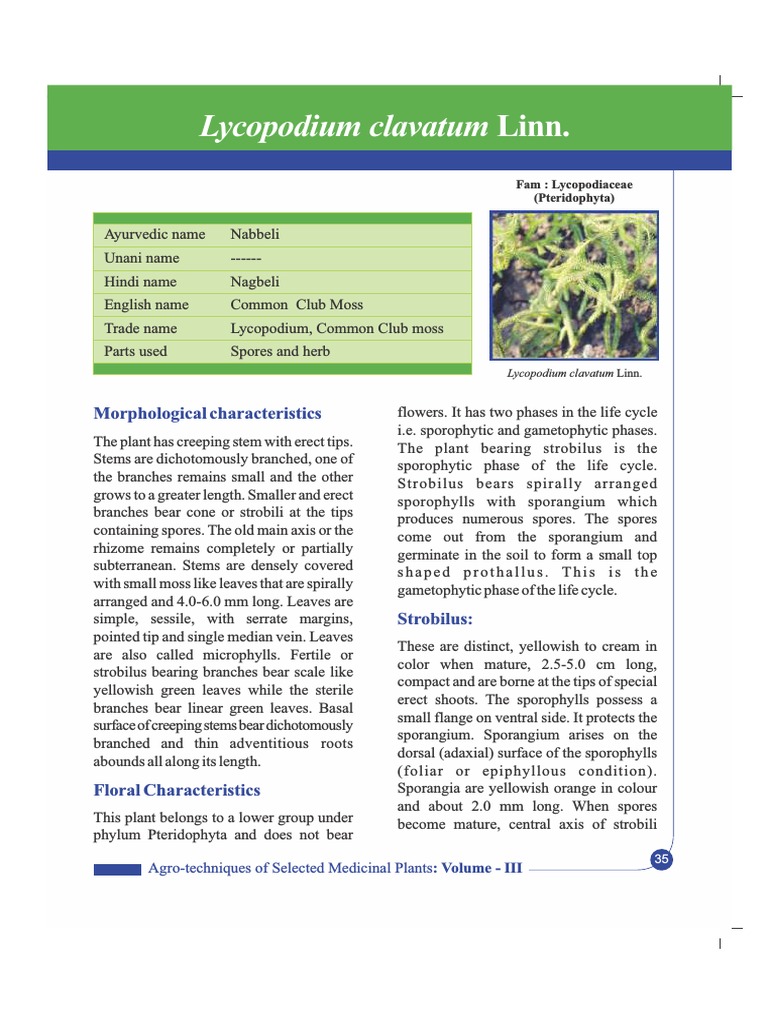 Lycopodium Clavatum Linn | PDF | Leaf | Spore
