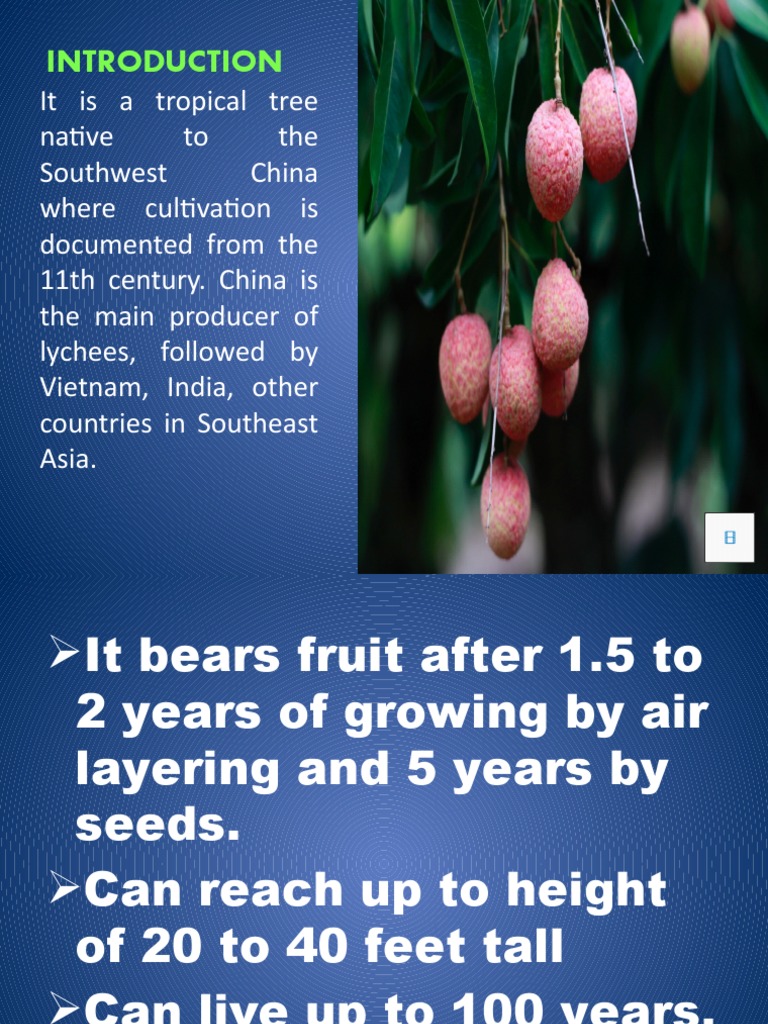 How To Grow and Care Lychee Plant | PDF | Seed | Plants