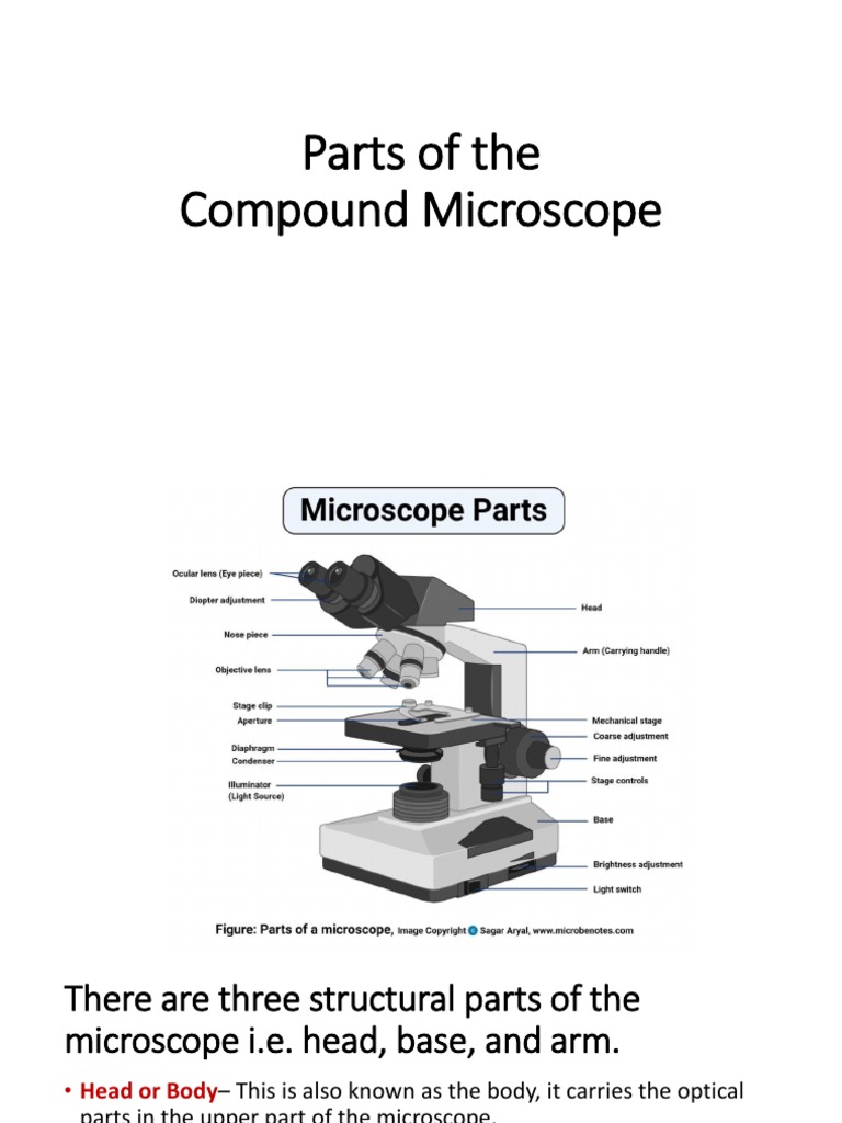 Parts of The Compound Microscope | PDF | Glass Engineering And Science ...