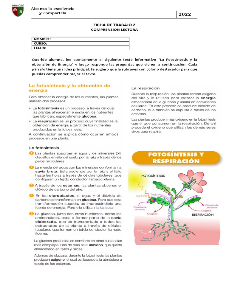 Hoja De Trabajo De Fotosíntesis, Séptimo Grado