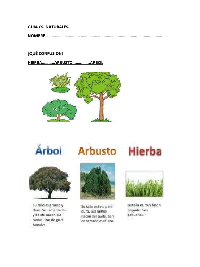 Hierbas, Arbustos, Arboles | PDF