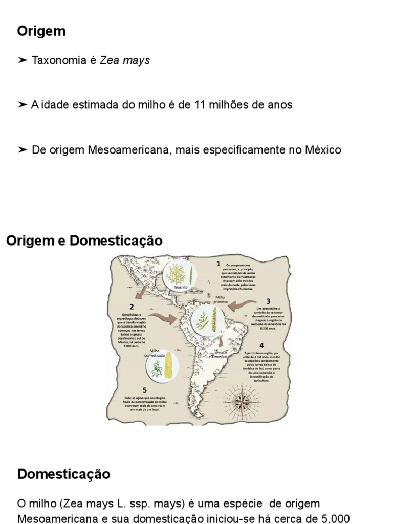 A origem mesoamericana do milho e sua domesticação há 5.000 anos | PDF