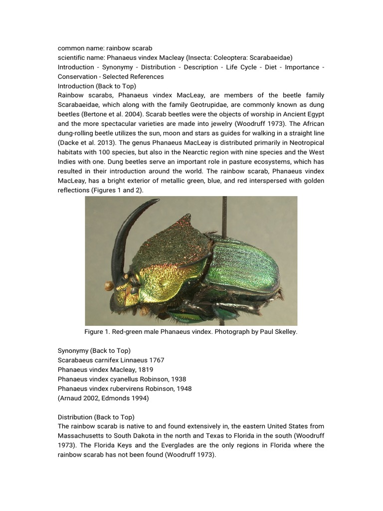 Phanaeus Vindex | PDF