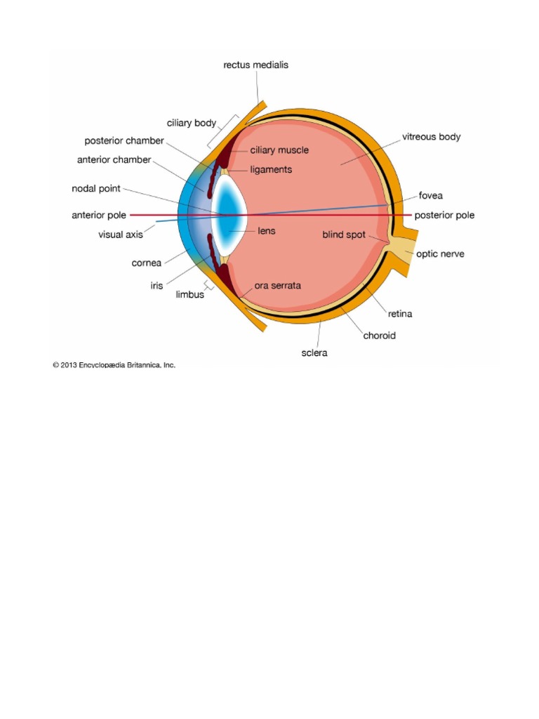 Human Eye | PDF