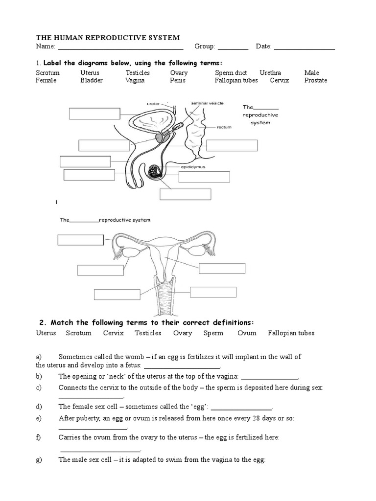 The Human Reproductive System | Download Free PDF | Fertilisation ...