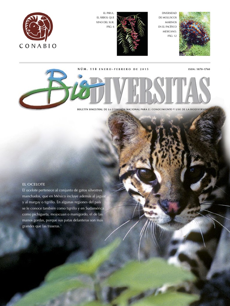 Ocelote Conabio | PDF | Especies invasivas | Jaguar