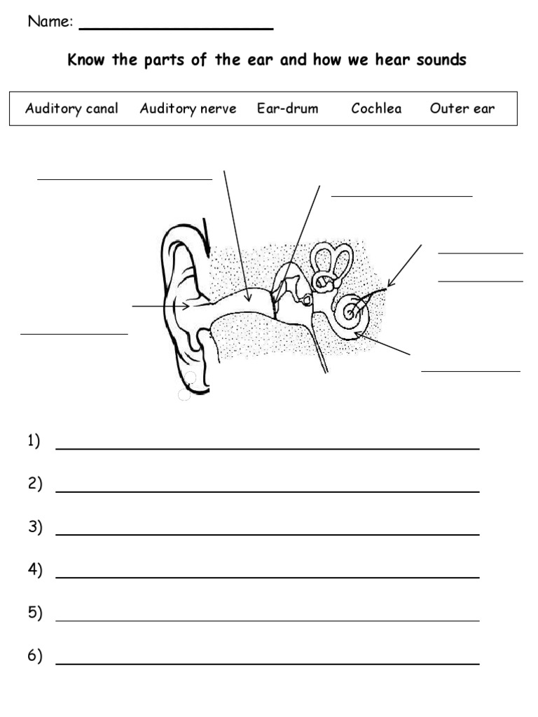 Parts of the Ear Worksheet for Grades 2-3 | PDF