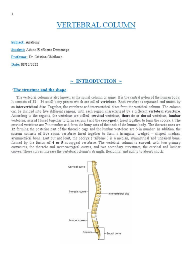 Anatomy of the Vertebral Column | PDF | Vertebra | Vertebral Column