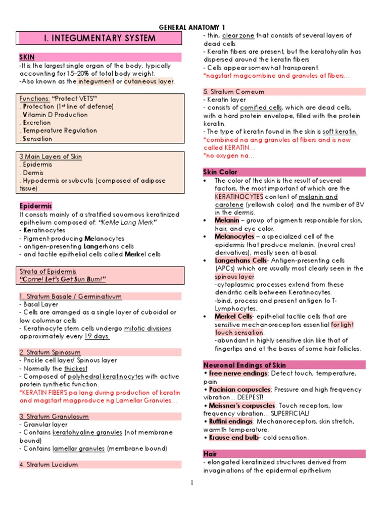 GENERAL-ANATOMY-1-WITH-NOTES | PDF | Vertebra | Epidermis