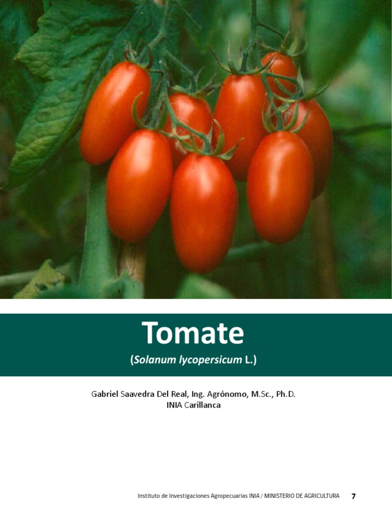 Capitulo 1. Tomate | PDF | Tomate | Plantas