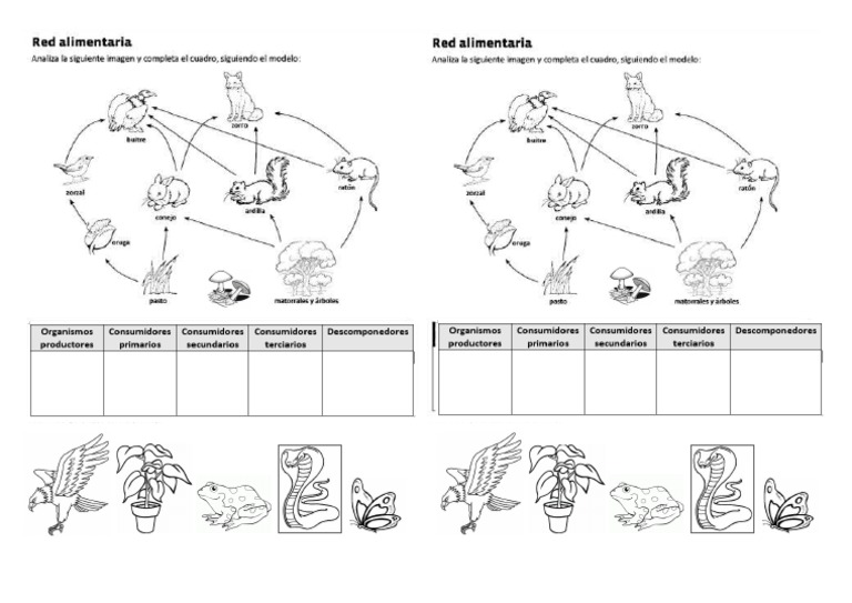 Red y Cadena Trófica | PDF