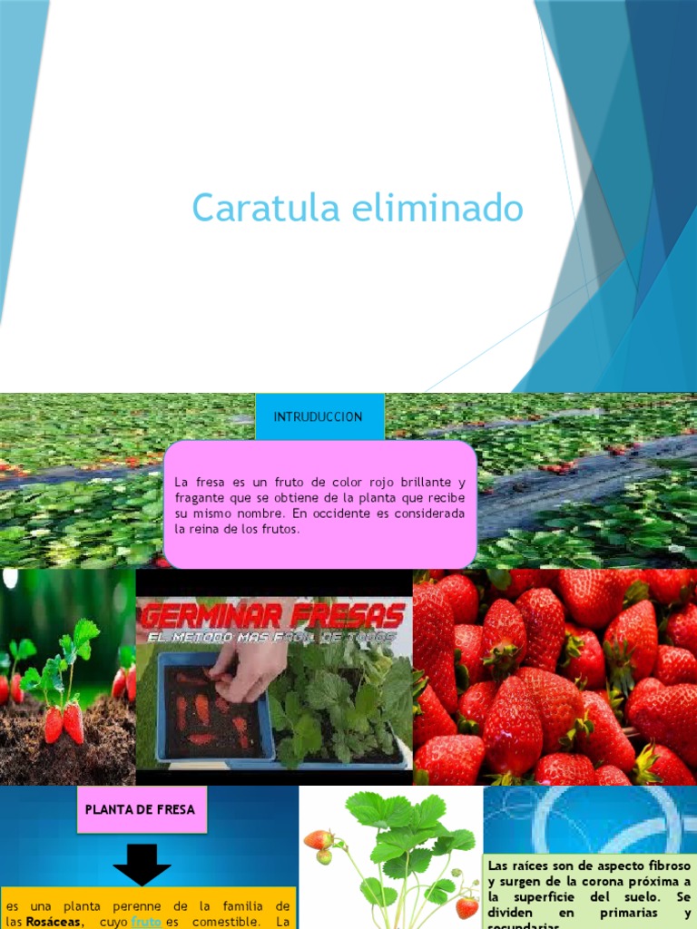 Cultivo y Variedades de Fresas | PDF | fresa | Riego