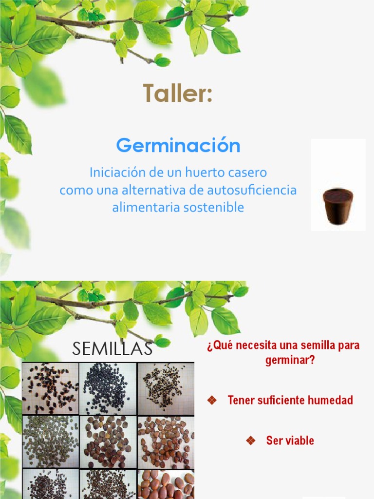 Las Semillas, La Semillas, La - Germinacion | PDF | Germinación | Técnicas hortícolas