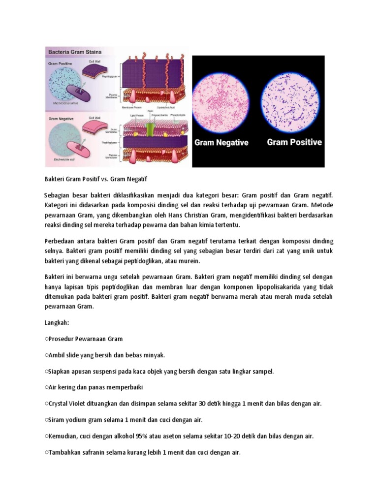 Bakteri Gram Positif Vs Gram Negatif | PDF