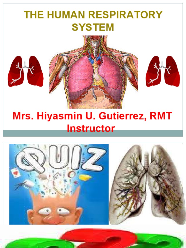 Human Respiratory System | PDF | Respiratory Tract | Lung