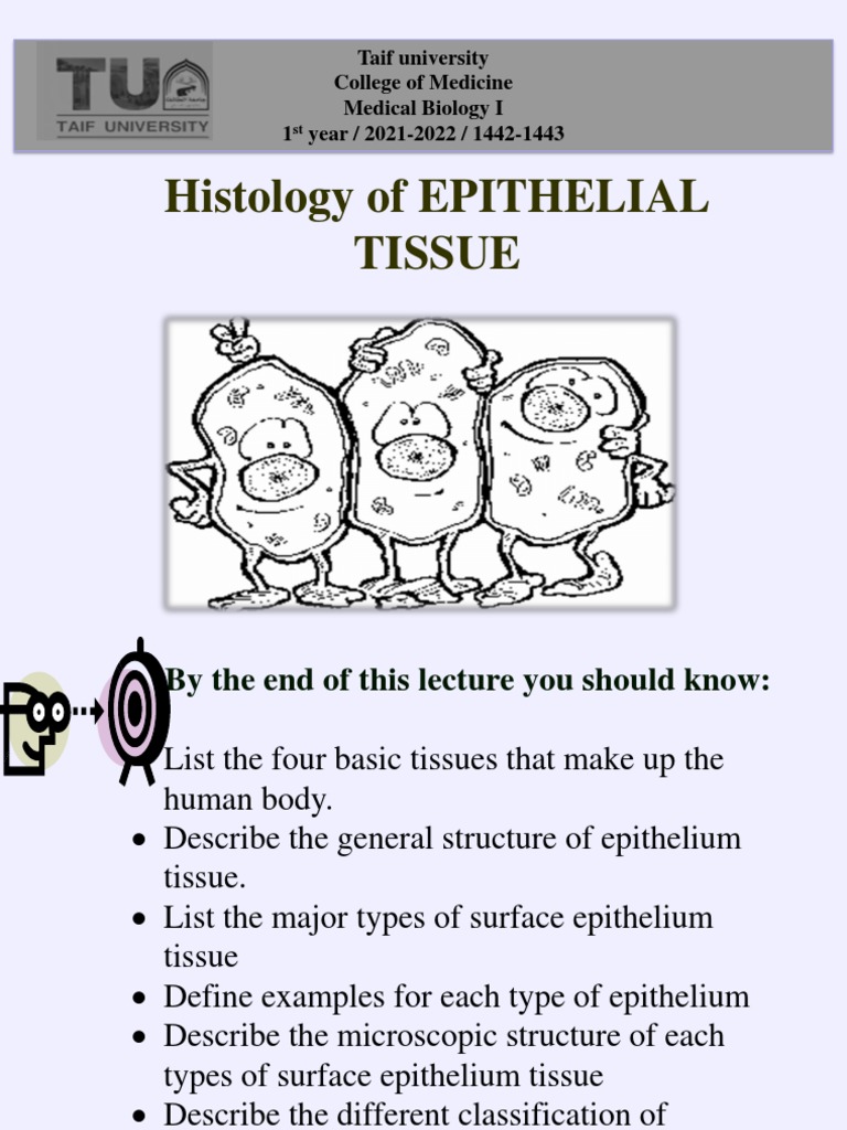 Epithelium Pdf Epithelium Tissue Biology