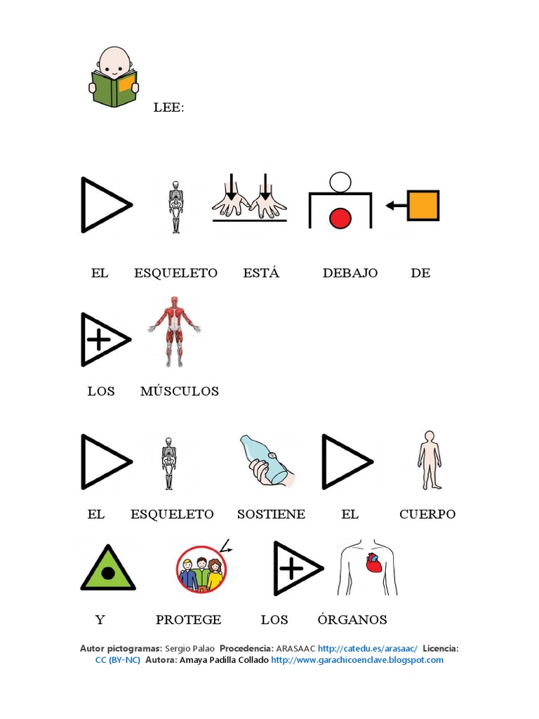 Los Huesos Pdf Esqueleto Anatomía